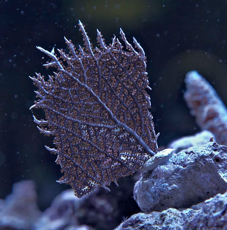 purple sea fan | Reef2Reef